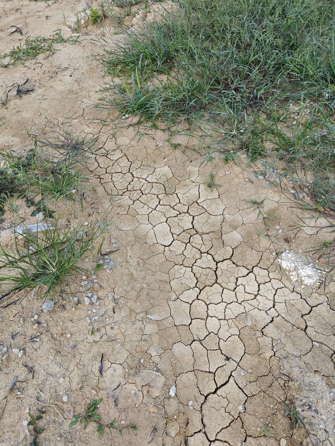 Wild Invasive Weeds Sprouting from the Crack Ground Surface Stock Image ...