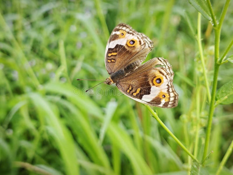 Wild Junonia Butterfly Perching on the Grass at the Agriculture Land ...