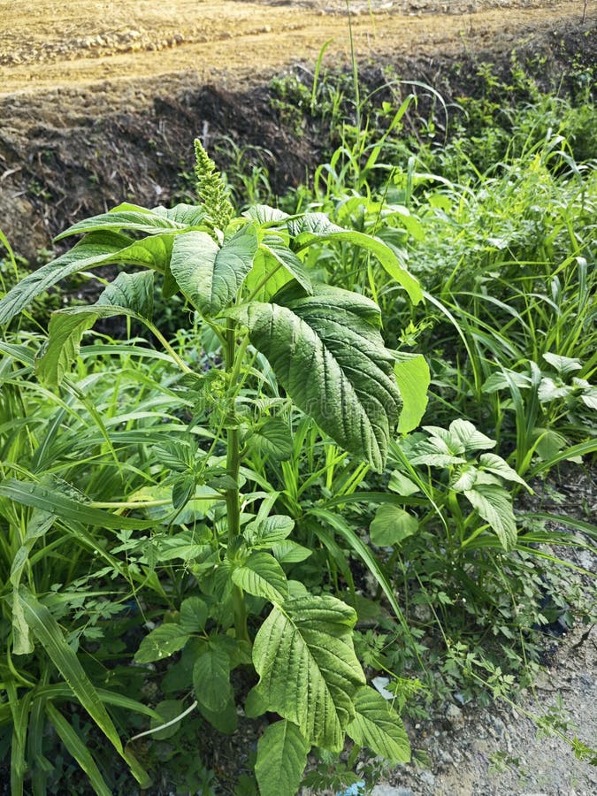 Wild Leafy Edible Amaranthus Spinosus Weed Plant. Stock Image - Image ...