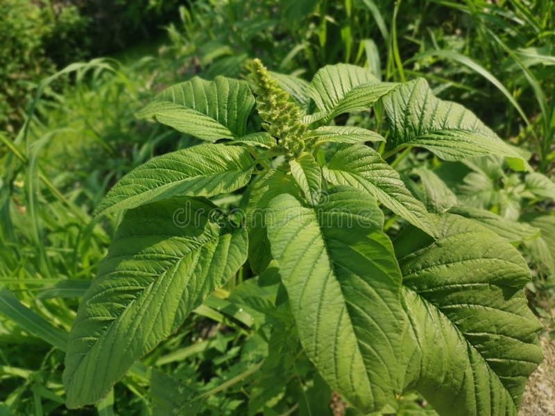 Wild Leafy Edible Amaranthus Spinosus Weed Plant. Stock Photo - Image of green, branch: 314452074