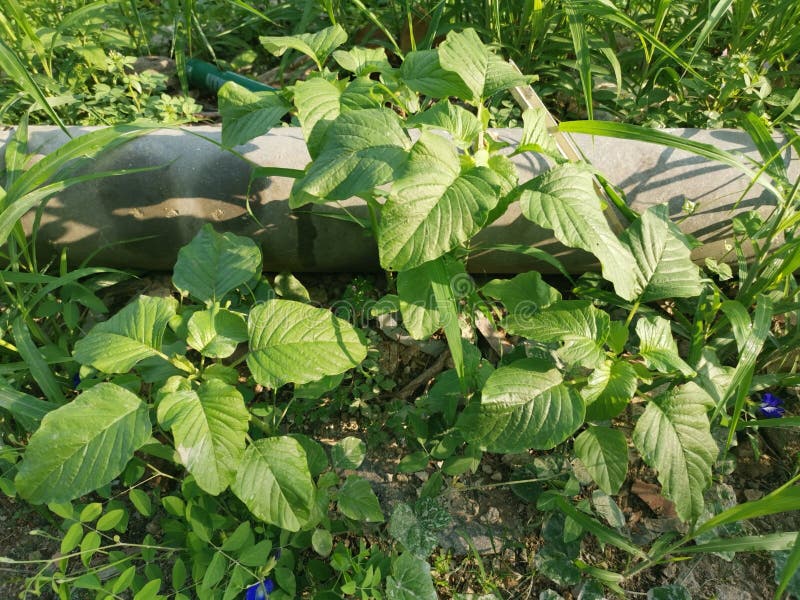 Wild Leafy Edible Amaranthus Spinosus Weed Plant. Stock Image - Image ...