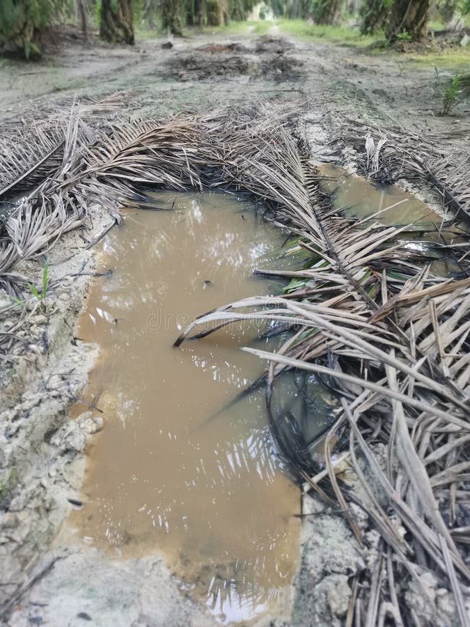 Wild Pathway into the Countryside Farm Stock Image - Image of bush ...