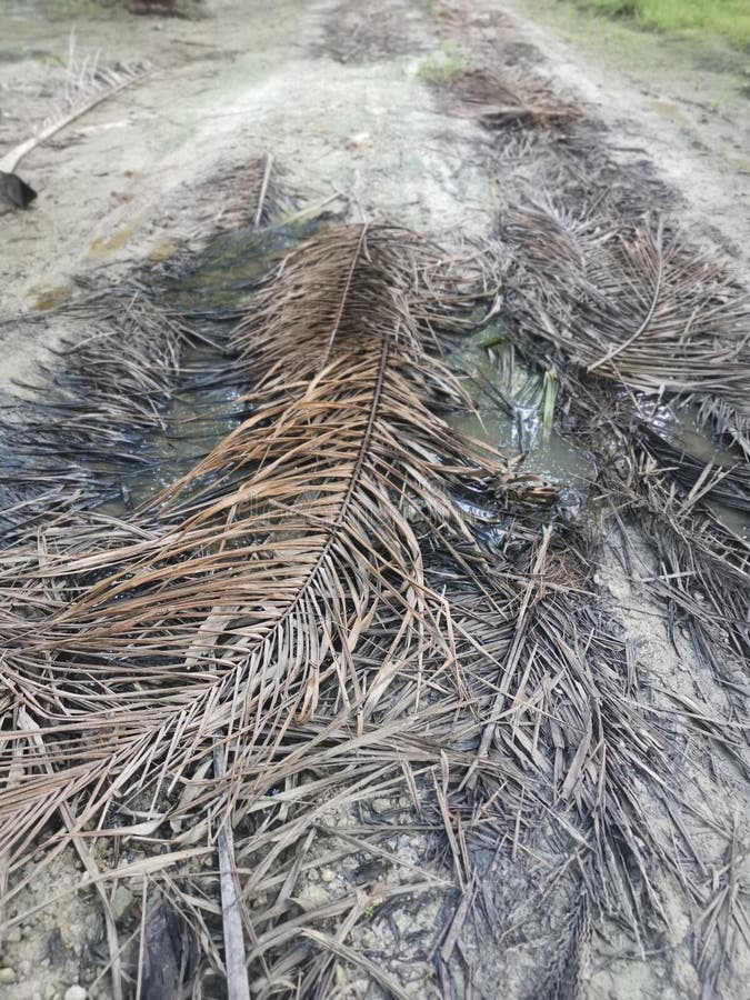 Wild Pathway into the Countryside Farm Stock Image - Image of palm ...
