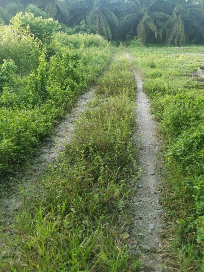 Wild Pathway into the Countryside Farm Stock Photo - Image of palm ...