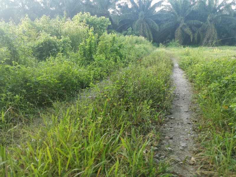 Wild Pathway into the Countryside Farm Stock Image - Image of blue ...