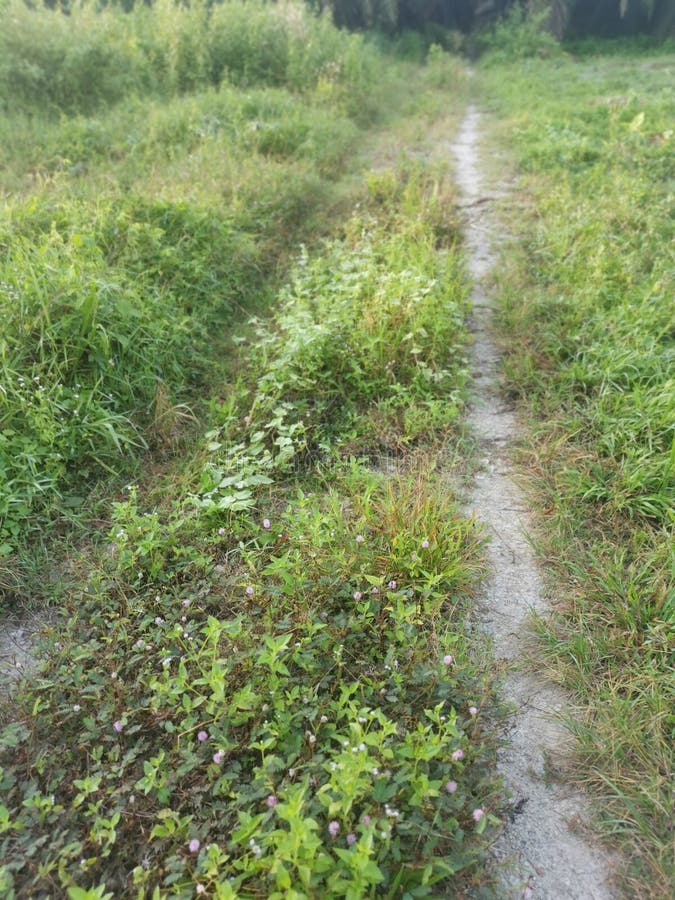 Wild Pathway into the Countryside Farm Stock Photo - Image of reflect ...