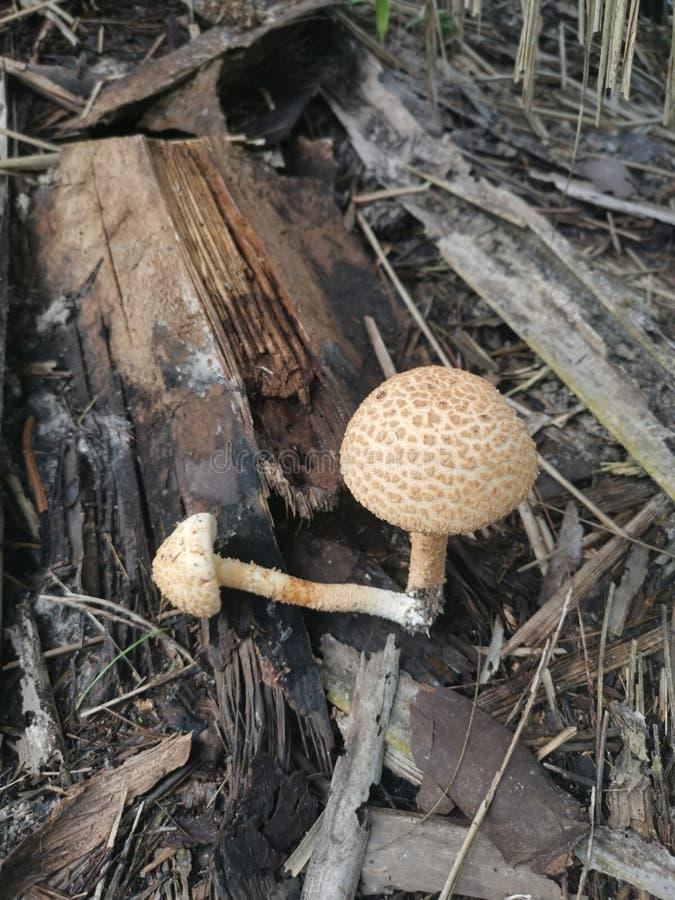 Wild Poisonous Stinking Dapperling Mushroom Stock Photo - Image of ...