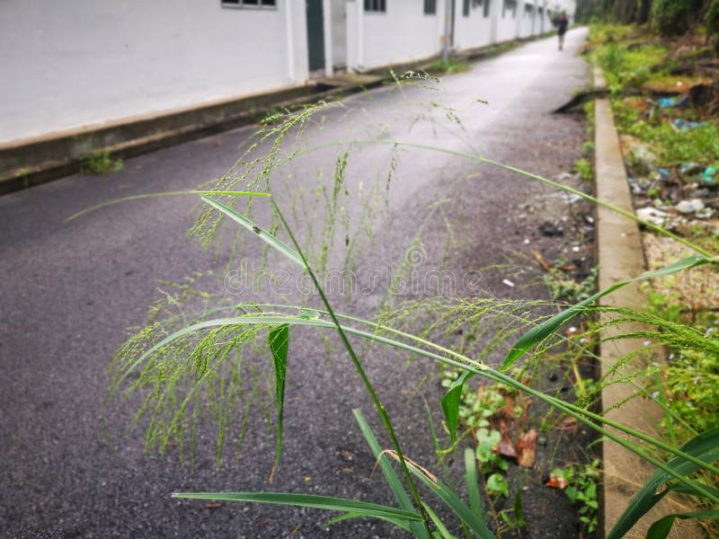 Wild Single Cluster of Bunchgrass Growing by the Roadside. Stock Photo ...