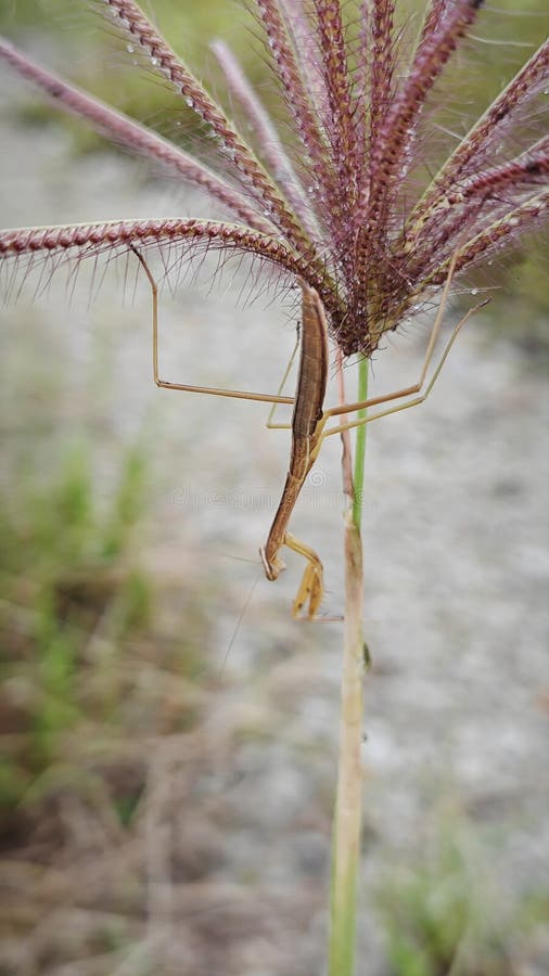 Slender Grass Mantis Climbing Around the Feather Finger Grass. Stock ...