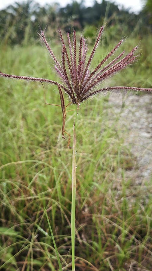 Slender Grass Mantis Climbing Around the Feather Finger Grass. Stock ...