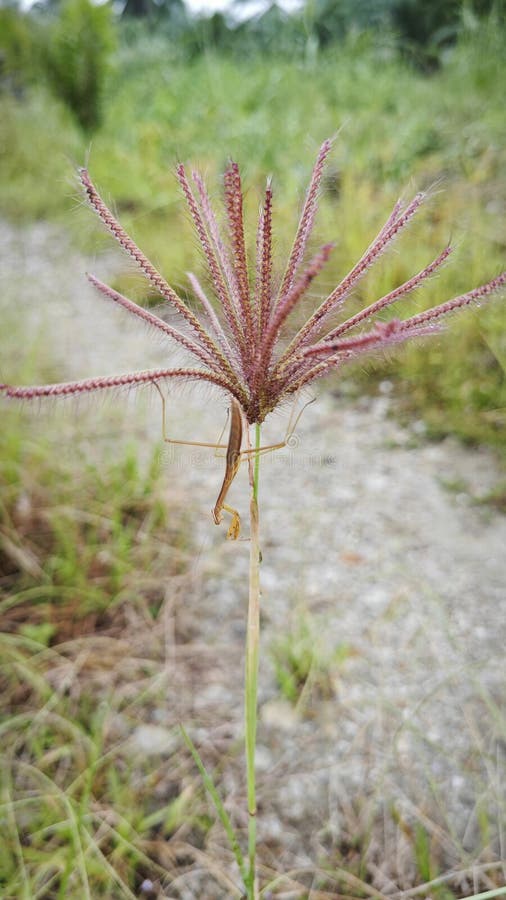 Slender Grass Mantis Climbing Around the Feather Finger Grass. Stock ...