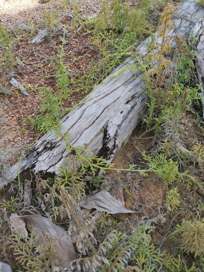 Wild Staghorn Clubmoss Growing on the Sandy Ground. Stock Photo - Image ...