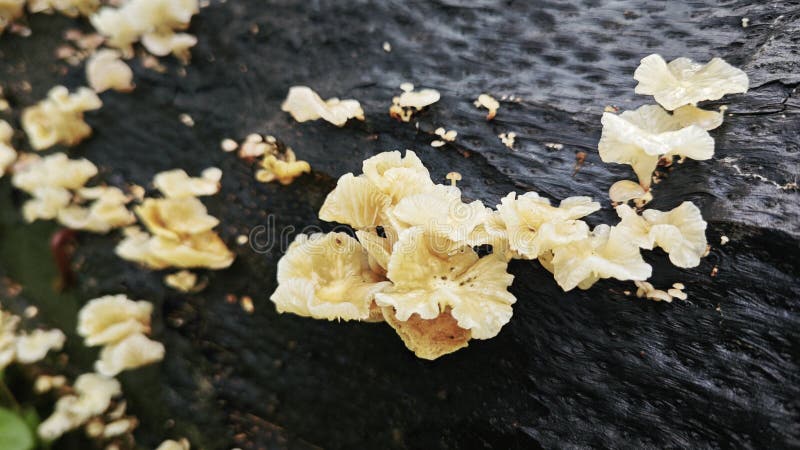 Tiny Crepidotus Variabilis Kidney-shaped Fungi Sprouting from Decay ...