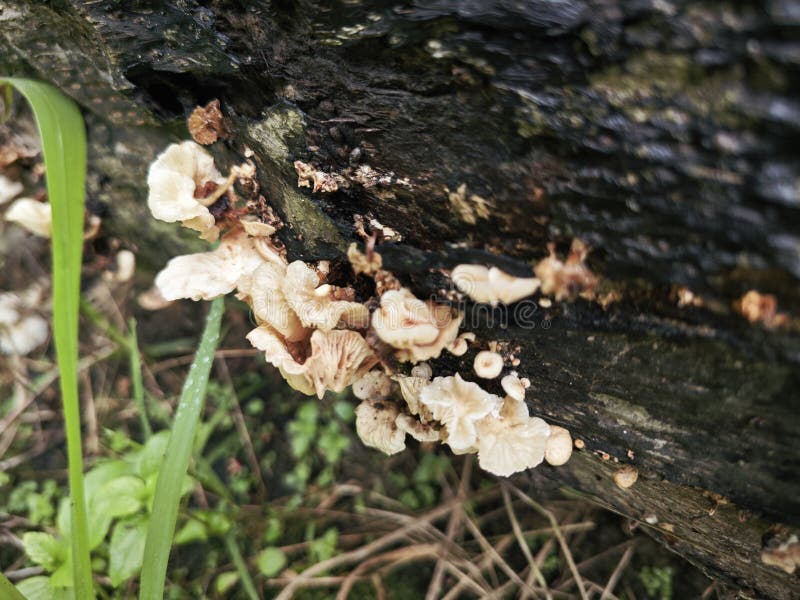 Tiny Crepidotus Variabilis Kidney-shaped Fungi Sprouting from Decay ...