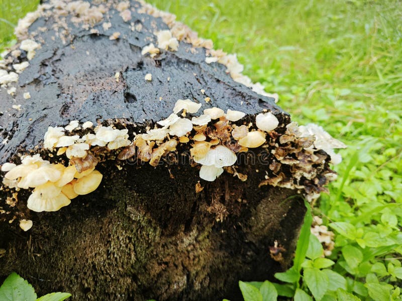 Tiny Crepidotus Variabilis Kidney-shaped Fungi Sprouting from Decay ...