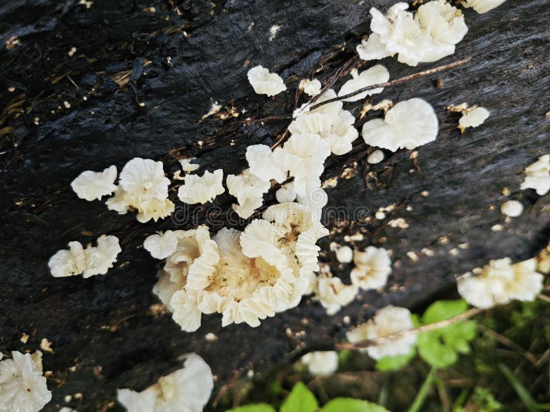 Tiny Crepidotus Variabilis Kidney-shaped Fungi Sprouting from Decay ...