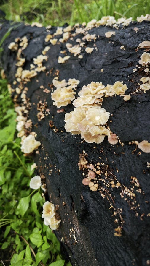 Tiny Crepidotus Variabilis Kidney-shaped Fungi Sprouting from Decay ...
