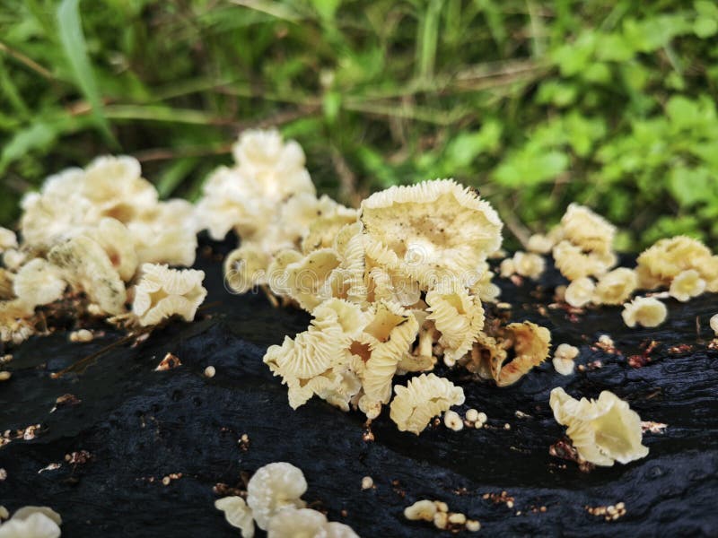 Tiny Crepidotus Variabilis Kidney-shaped Fungi Sprouting from Decay ...