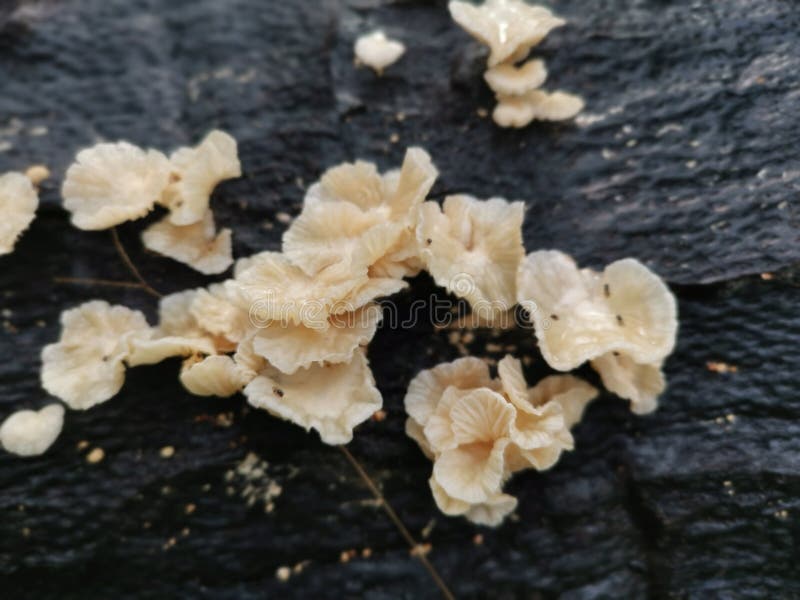 Tiny Crepidotus Variabilis Kidney-shaped Fungi Sprouting from Decay ...