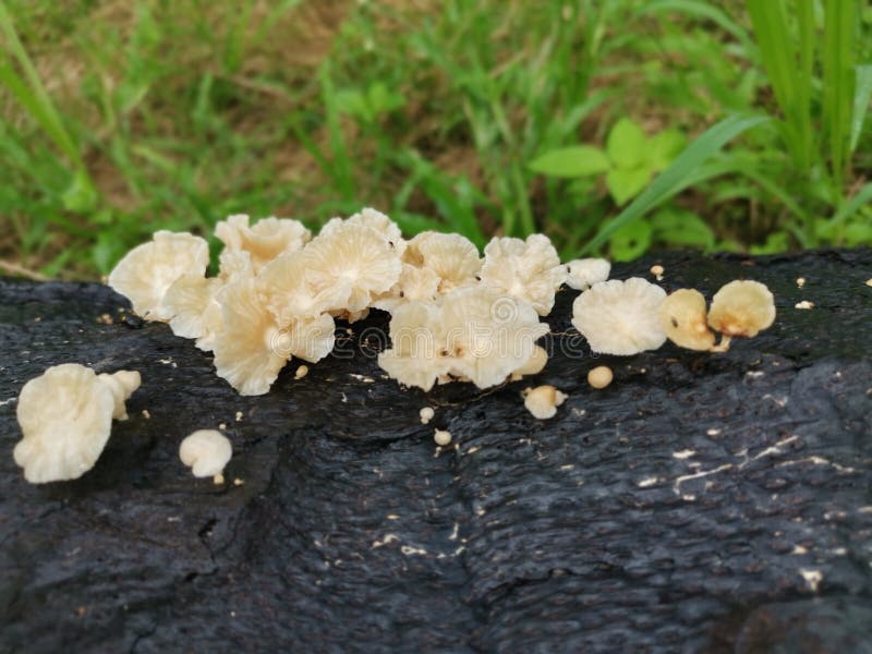 Tiny Crepidotus Variabilis Kidney-shaped Fungi Sprouting from Decay ...
