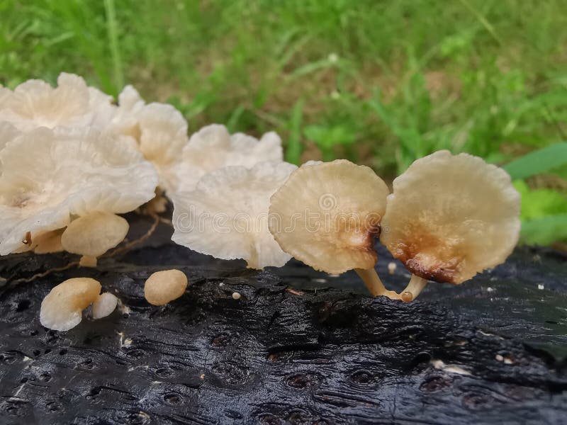 Tiny Crepidotus Variabilis Kidney-shaped Fungi Sprouting from Decay ...