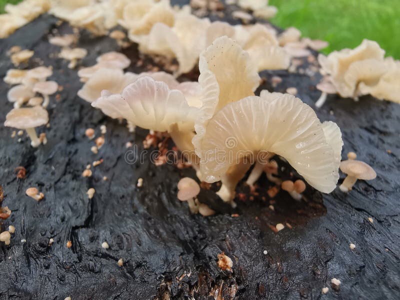 Tiny Crepidotus Variabilis Kidney-shaped Fungi Sprouting from Decay ...