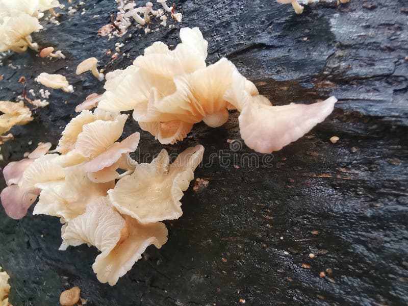 Tiny Crepidotus Variabilis Kidney-shaped Fungi Sprouting from Decay ...