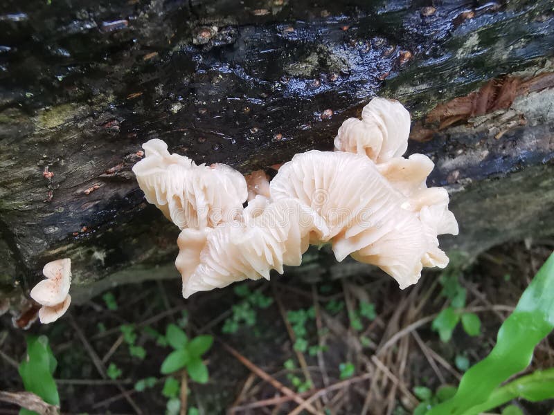 Tiny Crepidotus Variabilis Kidney-shaped Fungi Sprouting from Decay ...