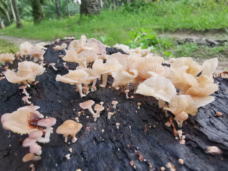 Tiny Crepidotus Variabilis Kidney-shaped Fungi Sprouting from Decay ...