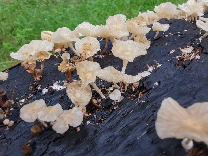 Tiny Crepidotus Variabilis Kidney-shaped Fungi Sprouting from Decay ...