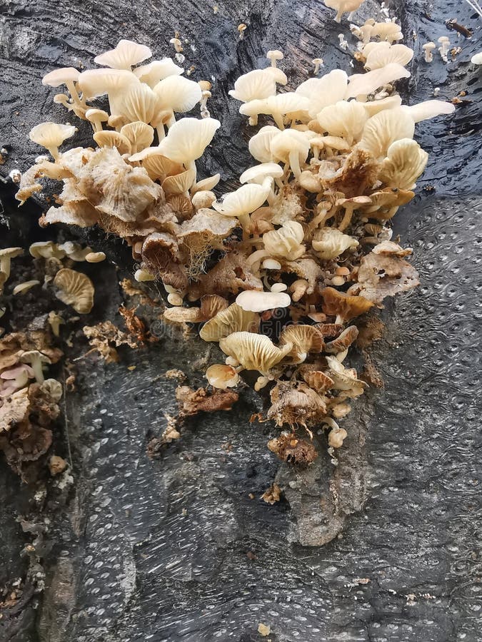 Tiny Crepidotus Variabilis Kidney-shaped Fungi Sprouting from Decay ...