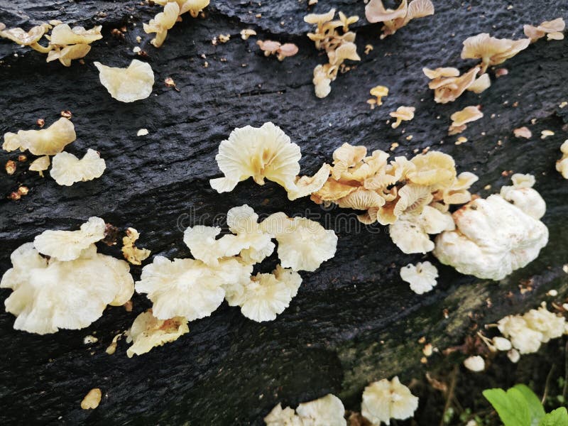 Tiny Crepidotus Variabilis Kidney-shaped Fungi Sprouting from Decay ...
