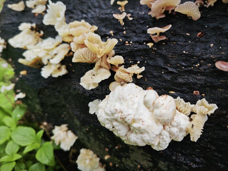 Tiny Crepidotus Variabilis Kidney-shaped Fungi Sprouting from Decay ...