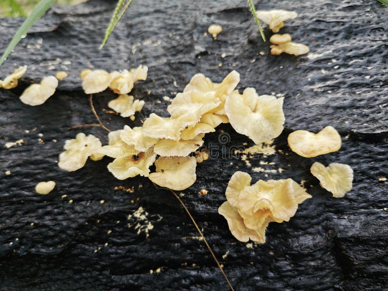 Tiny Crepidotus Variabilis Kidney-shaped Fungi Sprouting from Decay ...