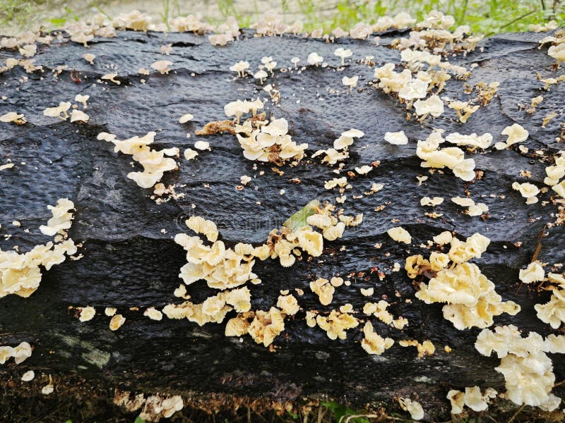 Tiny Crepidotus Variabilis Kidney-shaped Fungi Sprouting from Decay ...