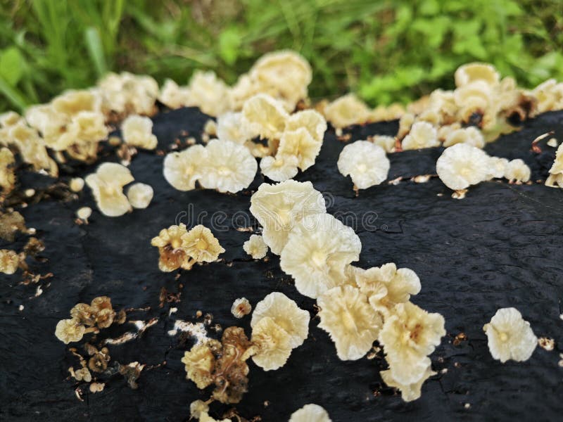 Tiny Crepidotus Variabilis Kidney-shaped Fungi Sprouting from Decay ...