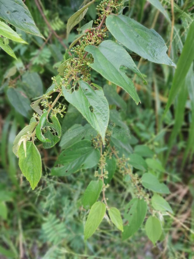 Wild Trema Orientalis Tree Plant in the Forest Stock Image - Image of ...