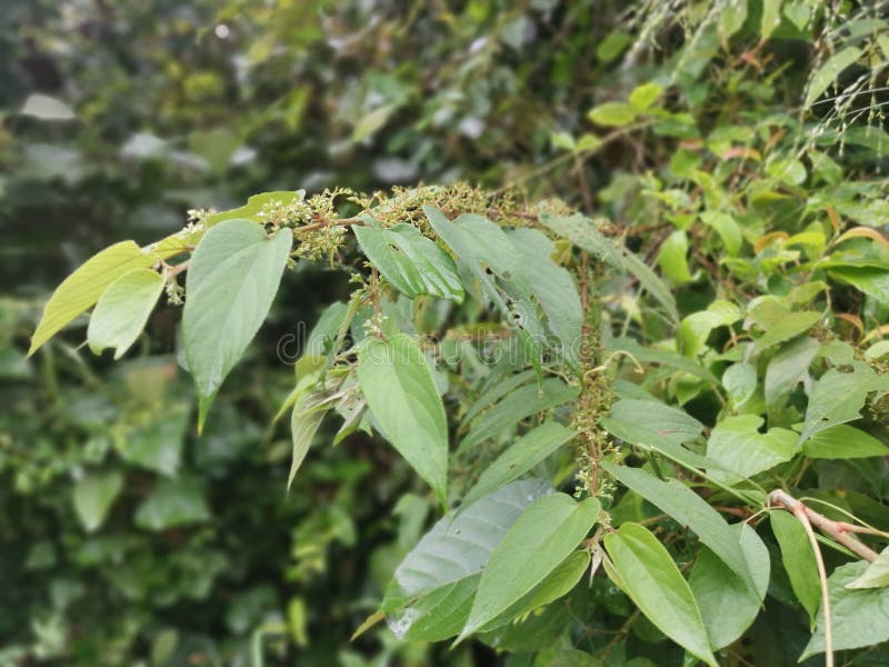 Wild Trema Orientalis Tree Plant in the Forest Stock Photo - Image of ...