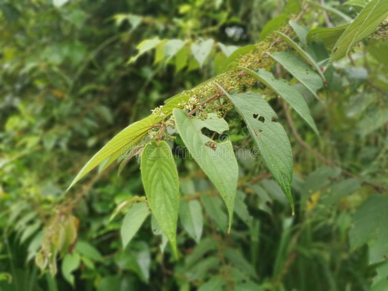 Wild Trema Orientalis Tree Plant in the Forest Stock Image - Image of ...
