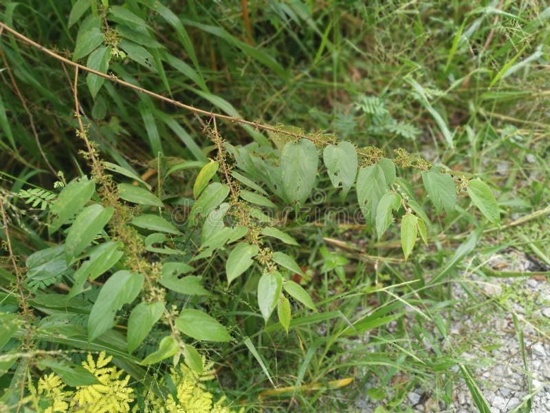 Wild Trema Orientalis Tree Plant in the Forest Stock Photo - Image of ...