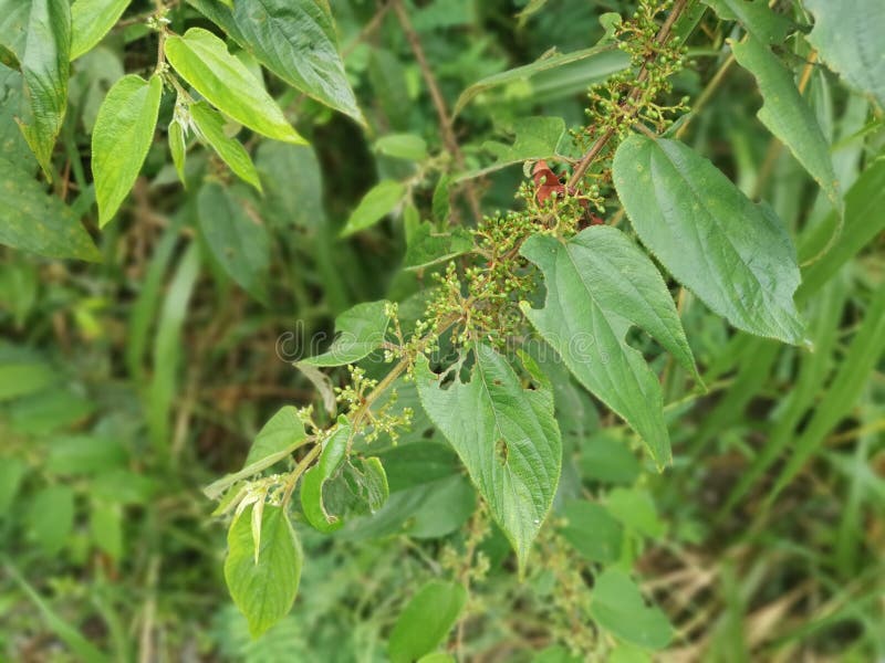 Wild Trema Orientalis Tree Plant in the Forest Stock Image - Image of ...
