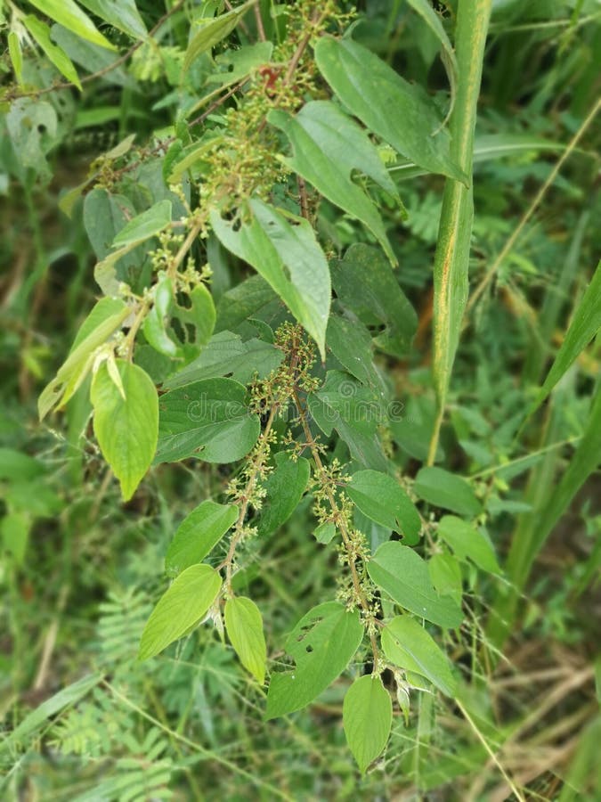 Wild Trema Orientalis Tree Plant in the Forest Stock Image - Image of ...