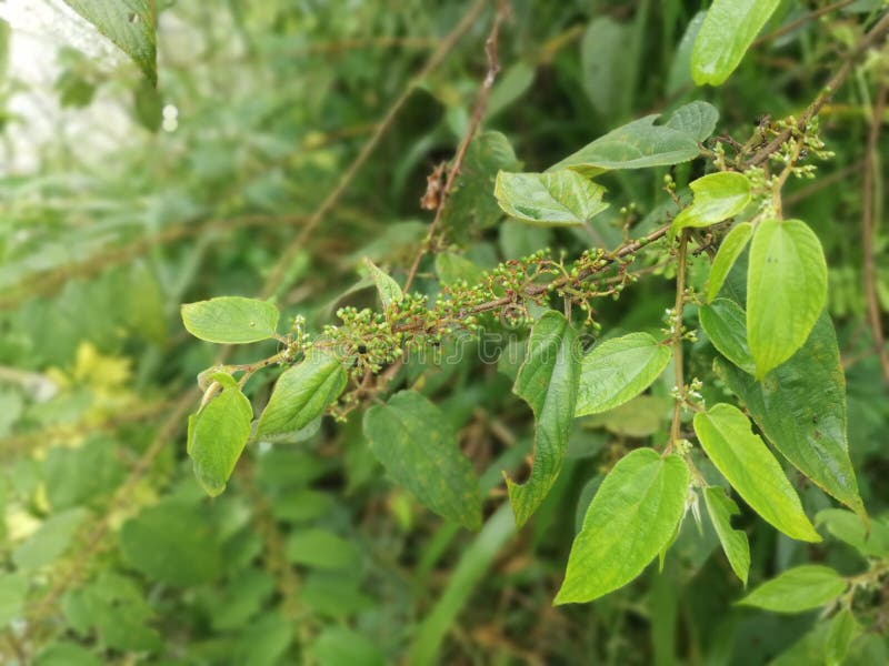 Wild Trema Orientalis Tree Plant in the Forest Stock Photo - Image of ...
