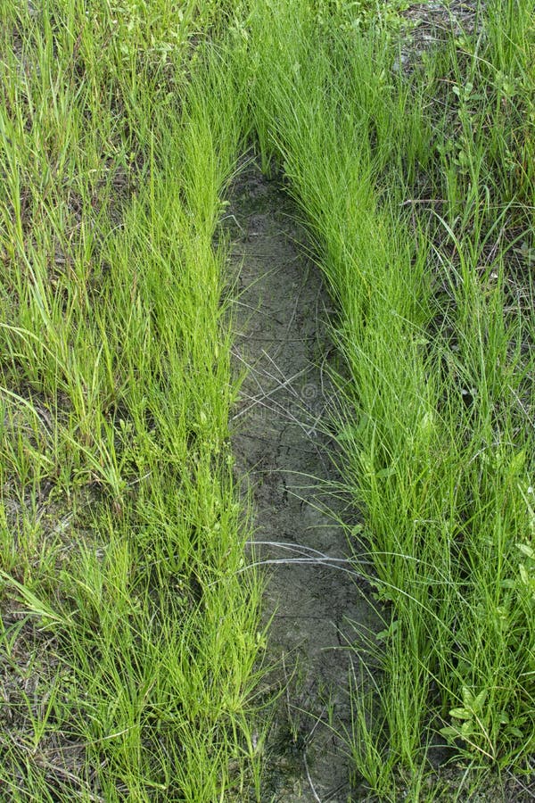 Wild Water Manna Grass at the Muddy Ground Stock Image - Image of dirt ...