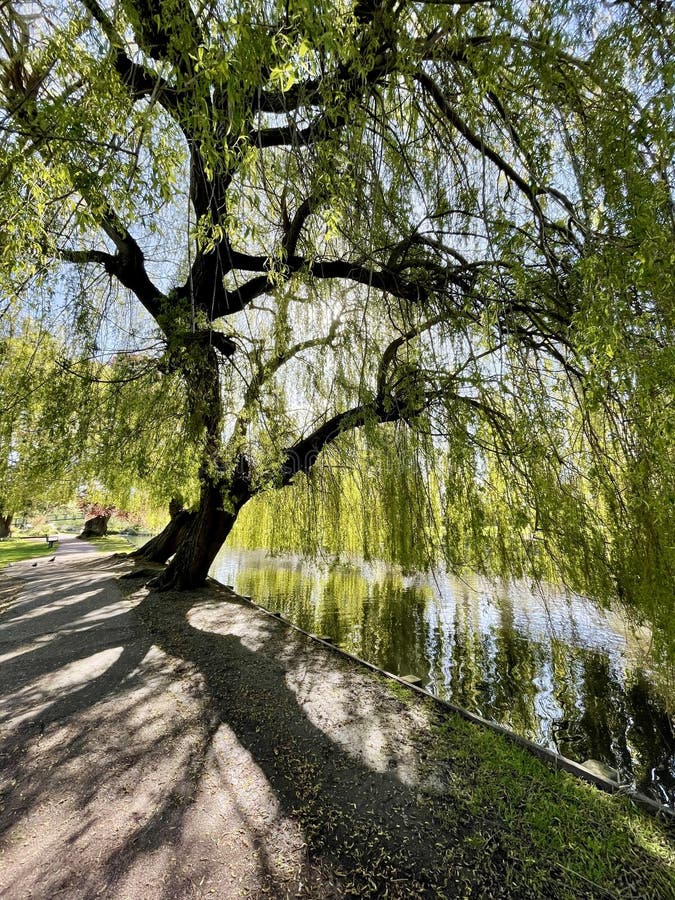 Willow Tree on a Warm Spring Day Stock Photo - Image of lake, leaf ...