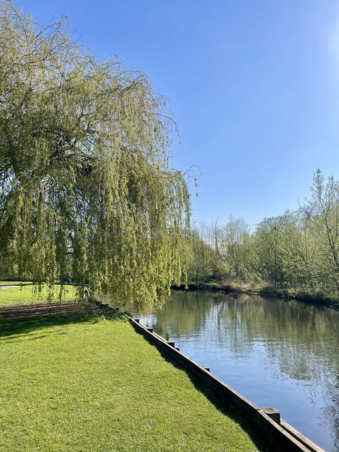 Willow tree by the lake stock photo. Image of spring - 276306718
