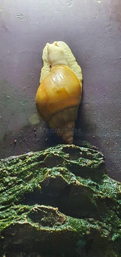 The Image of a Winkle. Slug, Stock Photo - Image of animal, slug: 268869678