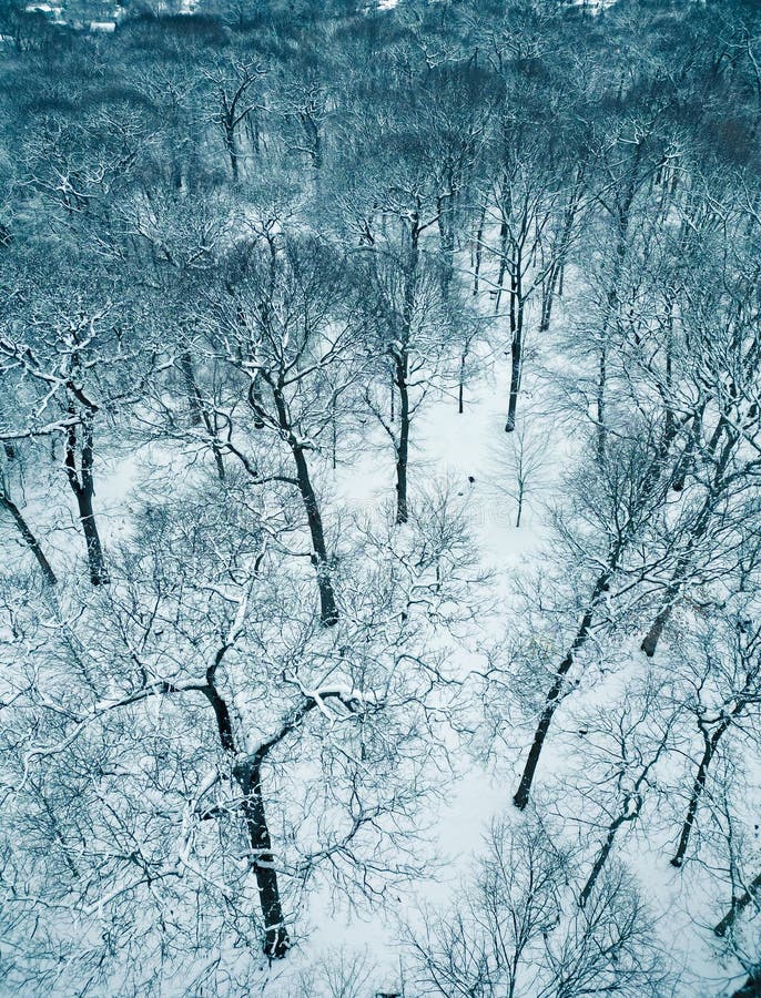 Winter Landscape Overhead Drone View of Forest Tree and Snow Stock ...
