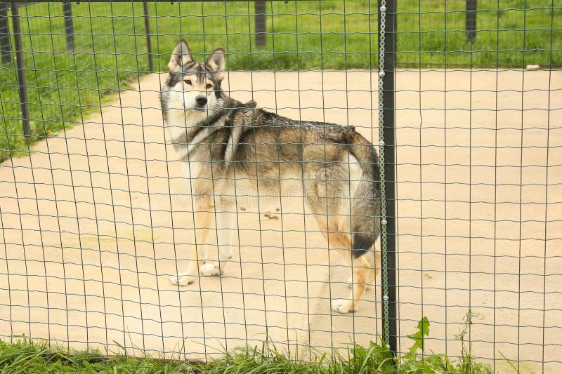 An Image of a Wolf Behind a Fence Stock Photo - Image of grey, closeup ...