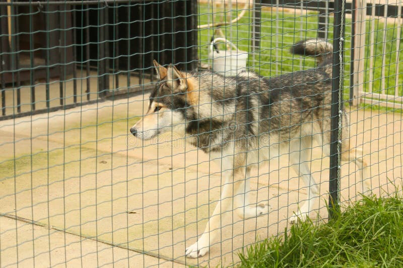 An Image of a Wolf Behind a Fence Stock Photo - Image of park, grey ...
